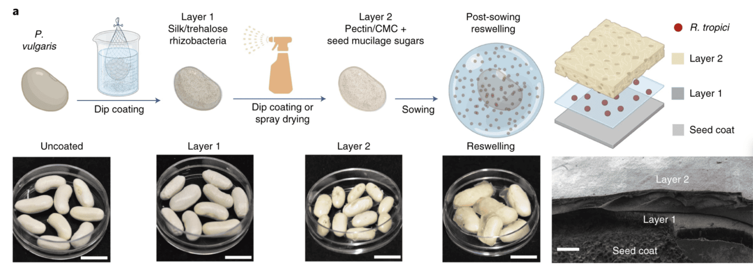 New coating could help seeds survive in drought conditions