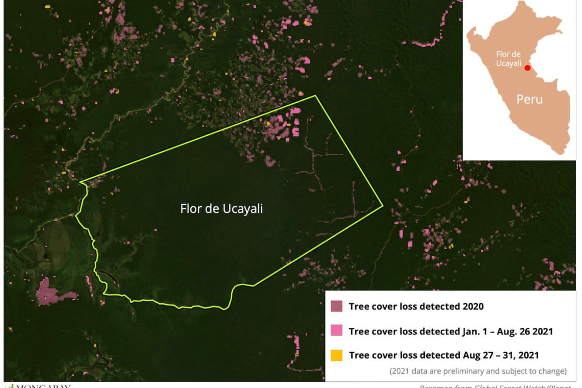 Drug trafficking threatens Indigenous Shipibo communities in Peru
