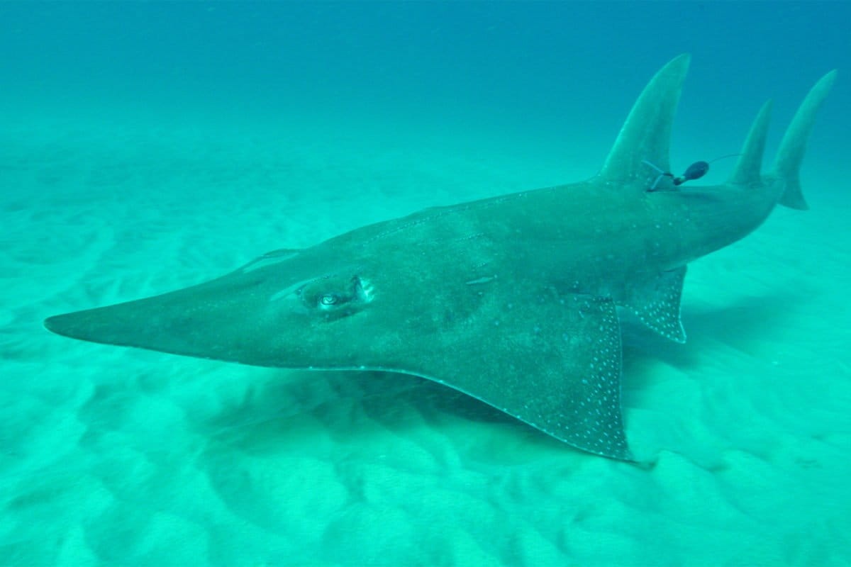 New research hopes to shine a light on wedgefish, the ‘pangolin of the ...