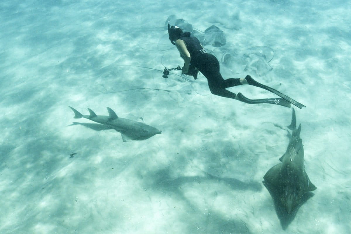 New research hopes to shine a light on wedgefish, the ‘pangolin of the ...