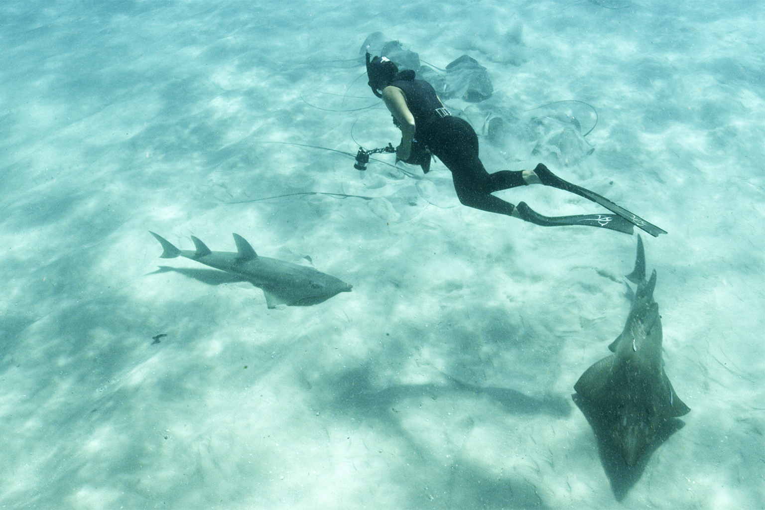 New research hopes to shine a light on wedgefish, the ‘pangolin of the ...