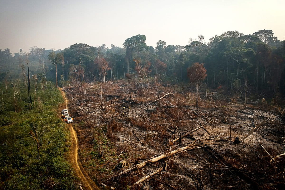 Amazon, meet Amazon: Tech giant rolls out rainforest carbon offset project