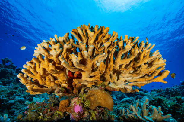 The first complete map of the world’s shallow tropical coral reefs is here