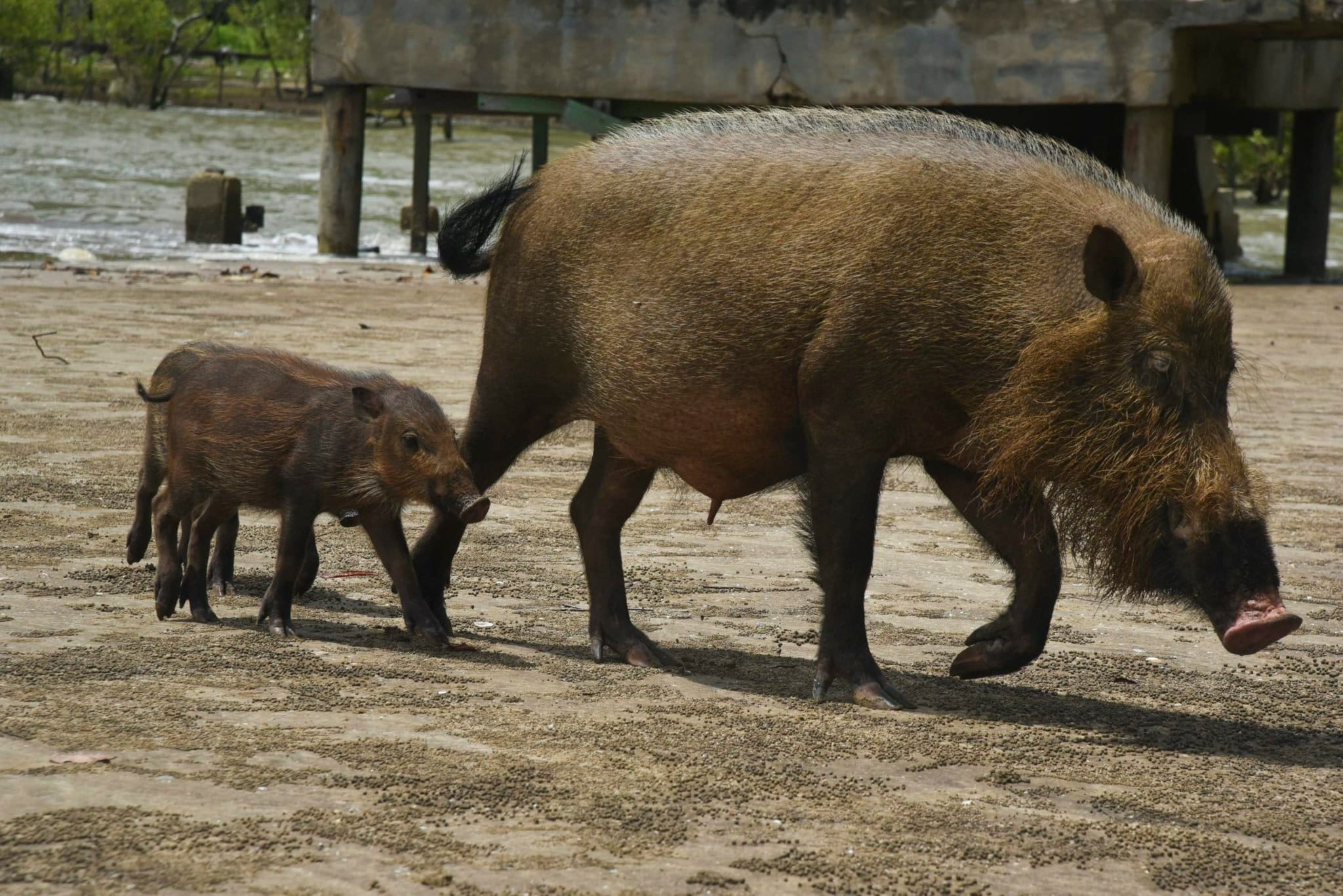 Borneo’s bearded pigs and traditional hunters adapted to oil palms ...