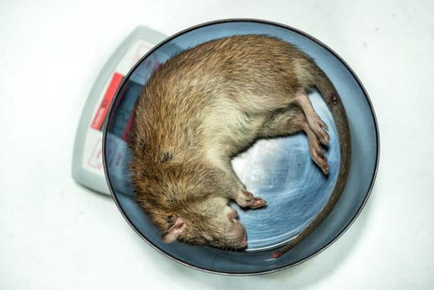 Seeing the maligned urban rat in a new light: Q&A with Michael Parsons