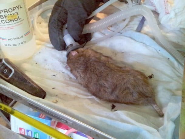 Seeing the maligned urban rat in a new light: Q&A with Michael Parsons