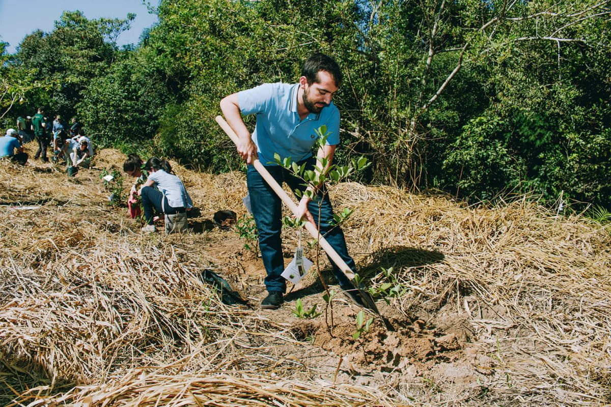 Should tree plantations count toward reforestation goals? It’s complicated