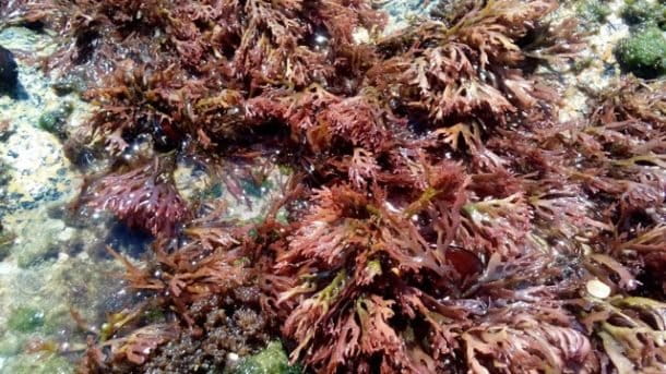 Seaweed farming offers a boost for Sri Lanka’s ‘blue economy’ ambitions