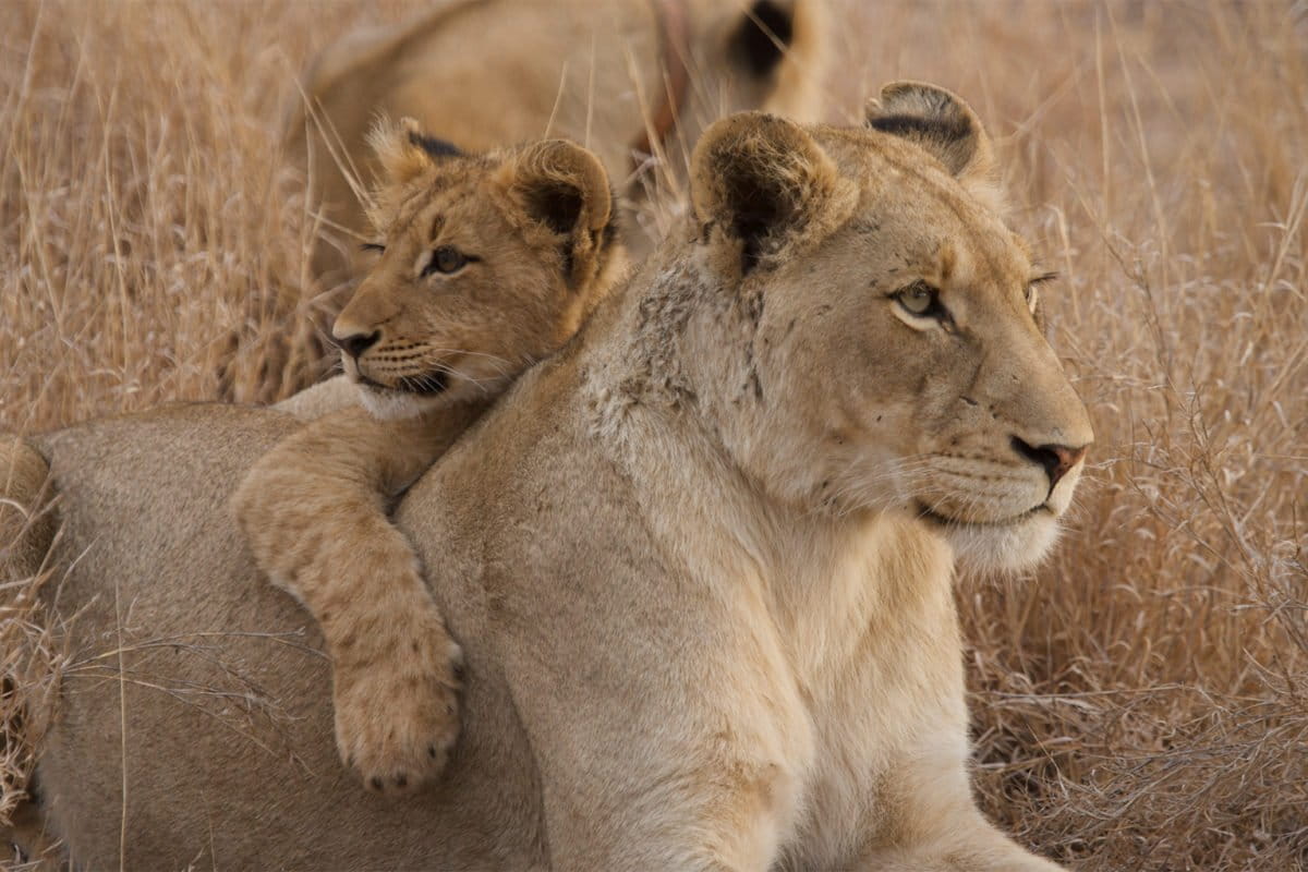 Small cats should be a conservation priority, says Panthera's new board chair Jonathan Ayers