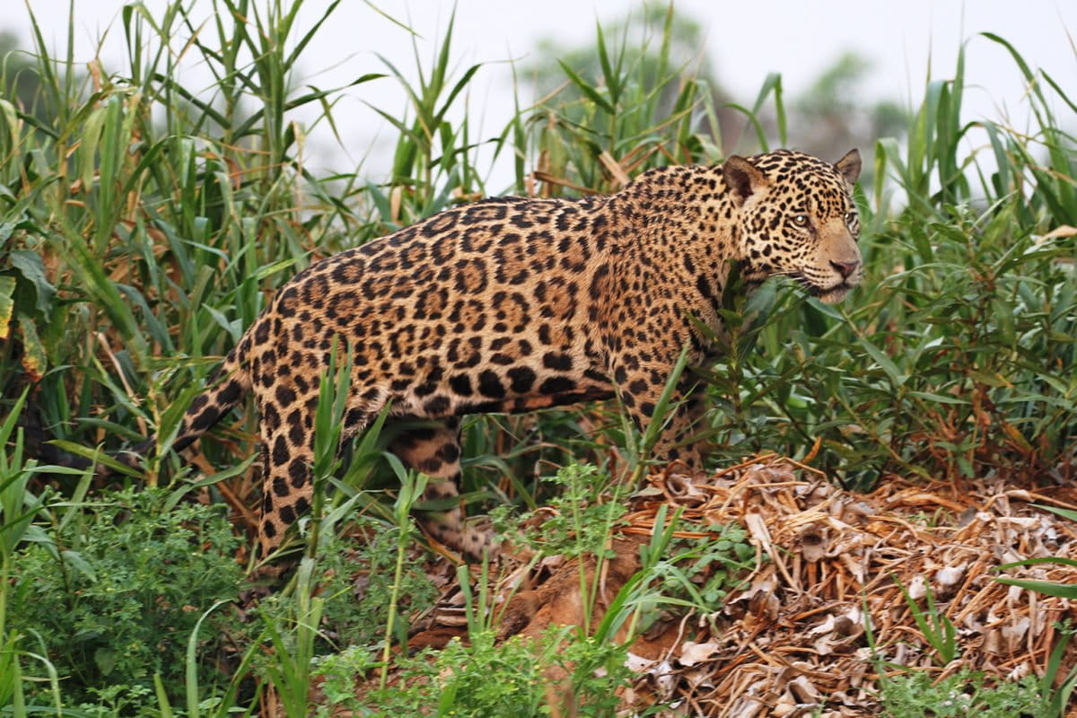 Small cats should be a conservation priority, says Panthera's new board chair Jonathan Ayers