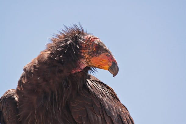 Thanks to the Yurok Tribe, condors will return to the Pacific Northwest