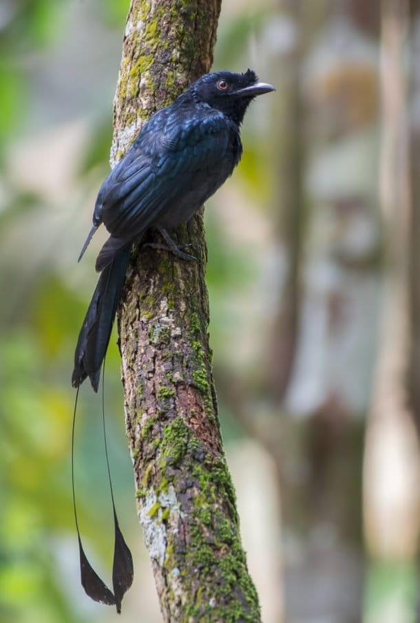 When a tree falls in the forest, you can still hear the birdsong