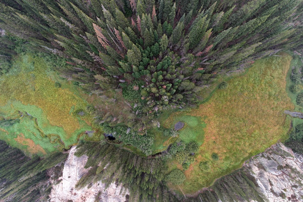 Jane Goodall launches effort in support of planting 1 trillion trees by ...