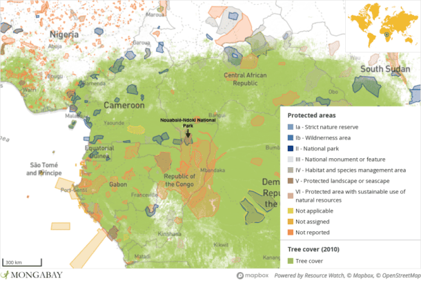 Congo's bongos are in danger, and curbs on trophy hunting could save them