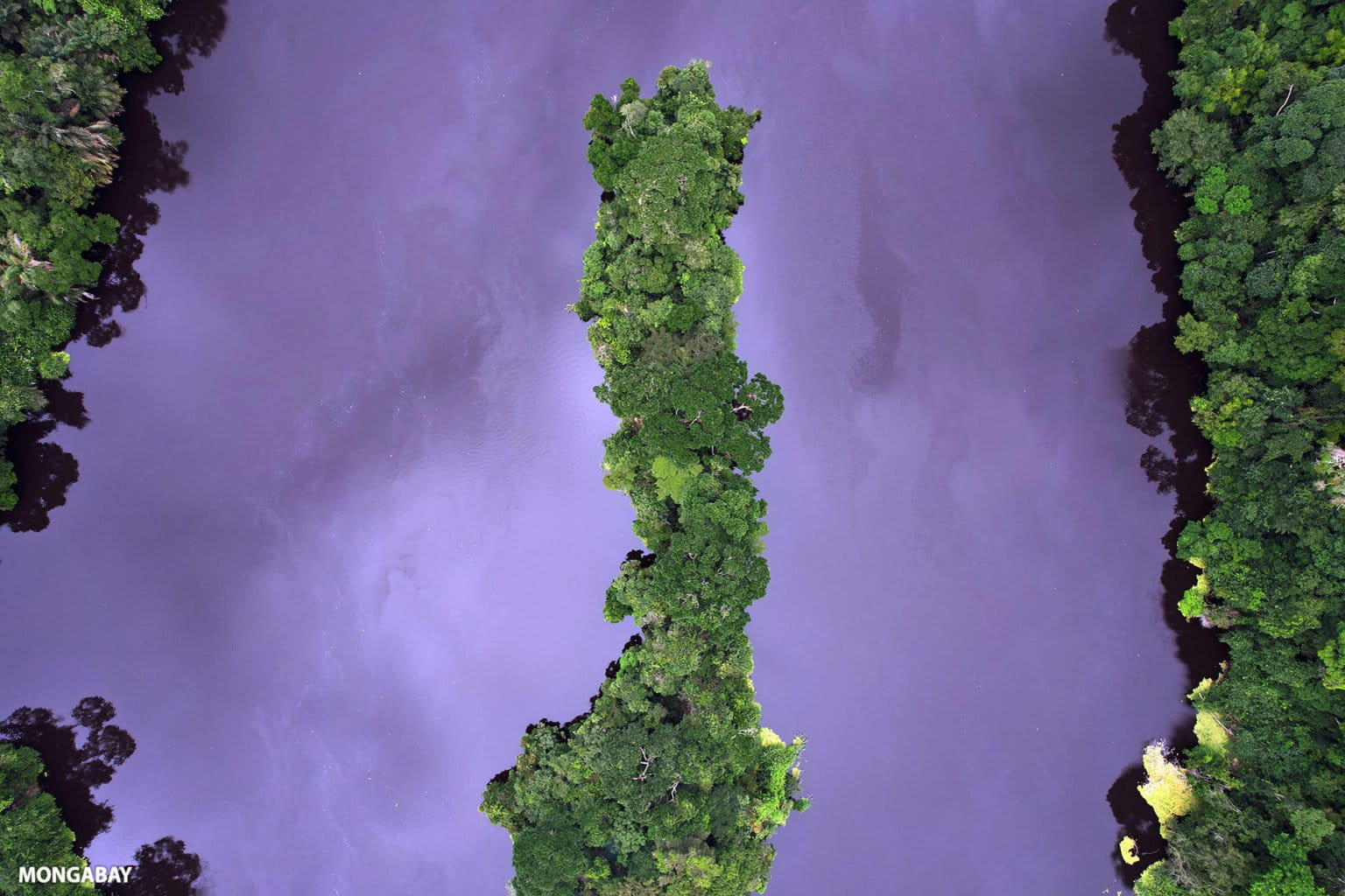 The year in rainforests 2021