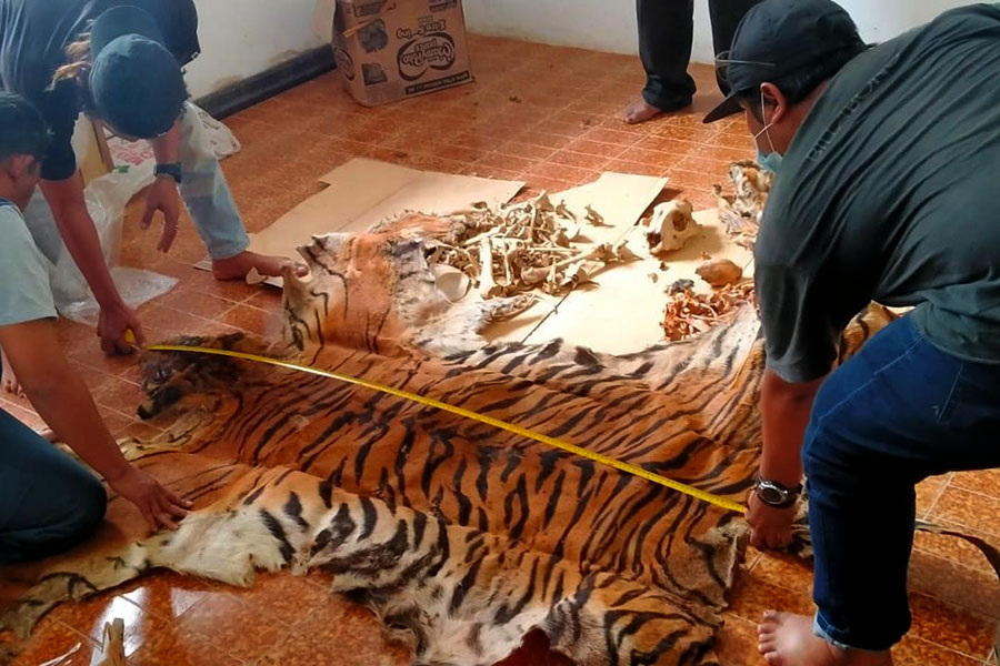 As tigers dwindle, Indonesia takes aim at poaching ring