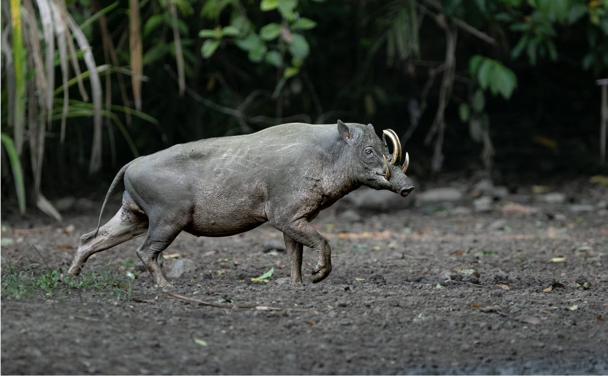 On islands that inspired theory of evolution, deforestation cuts uneven ...