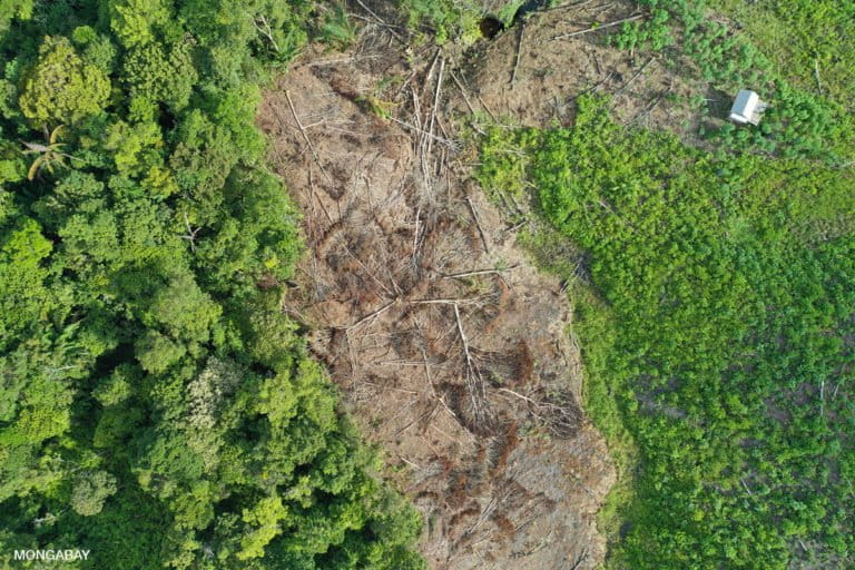 On islands that inspired theory of evolution, deforestation cuts uneven ...