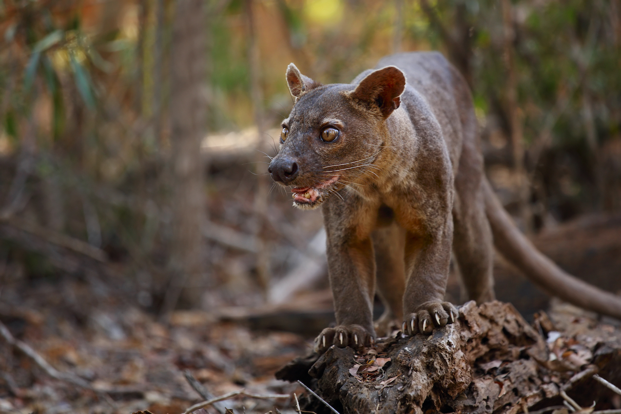 Conservation news on Biodiversity Crisis