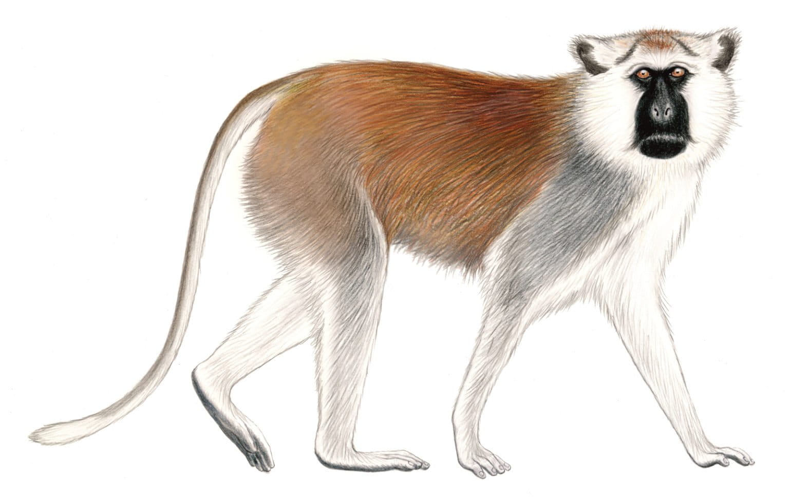 Southern patas monkeys face extinction in a decade without intervention