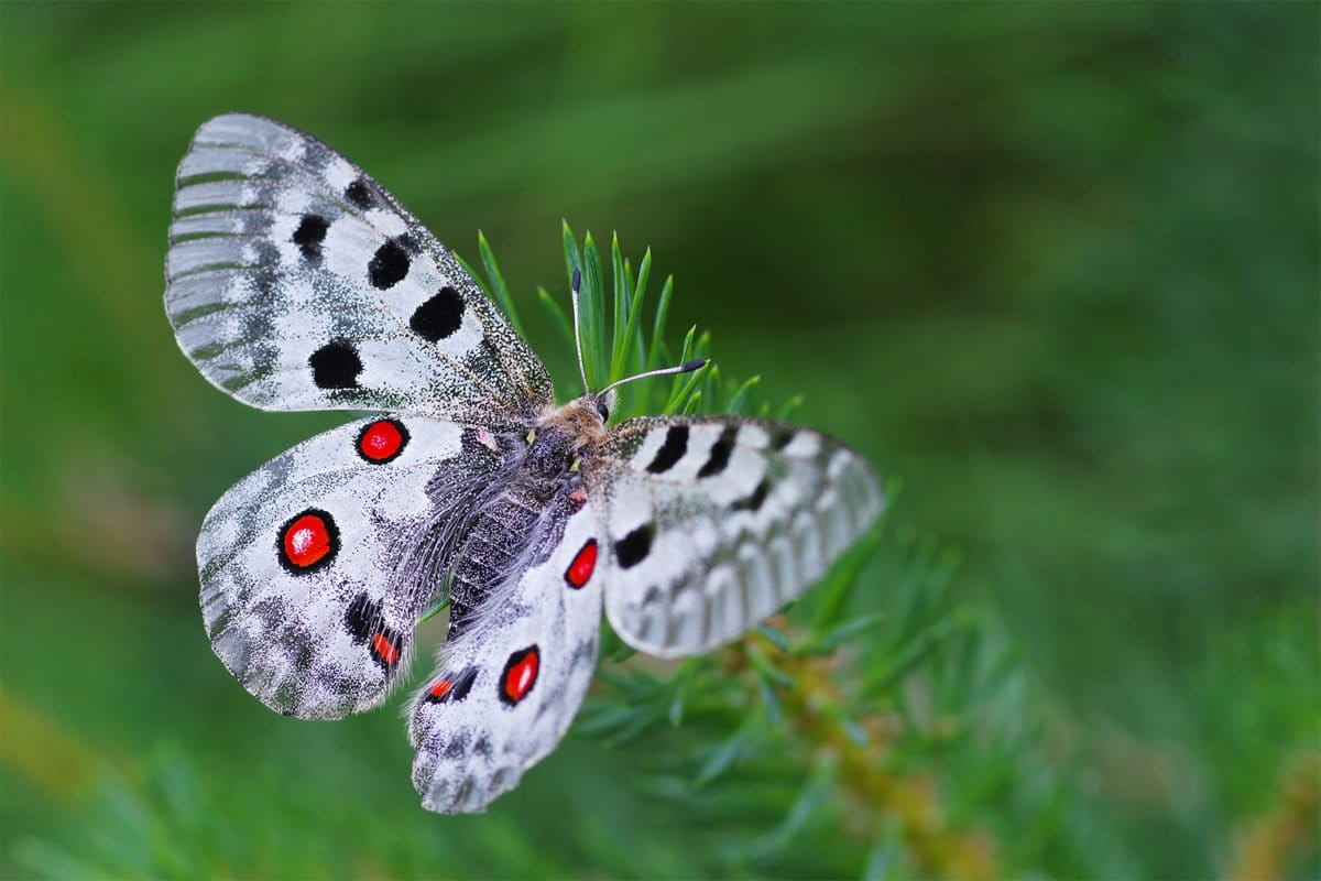 Wildlife releases have a mixed record, and climate change complicates ...