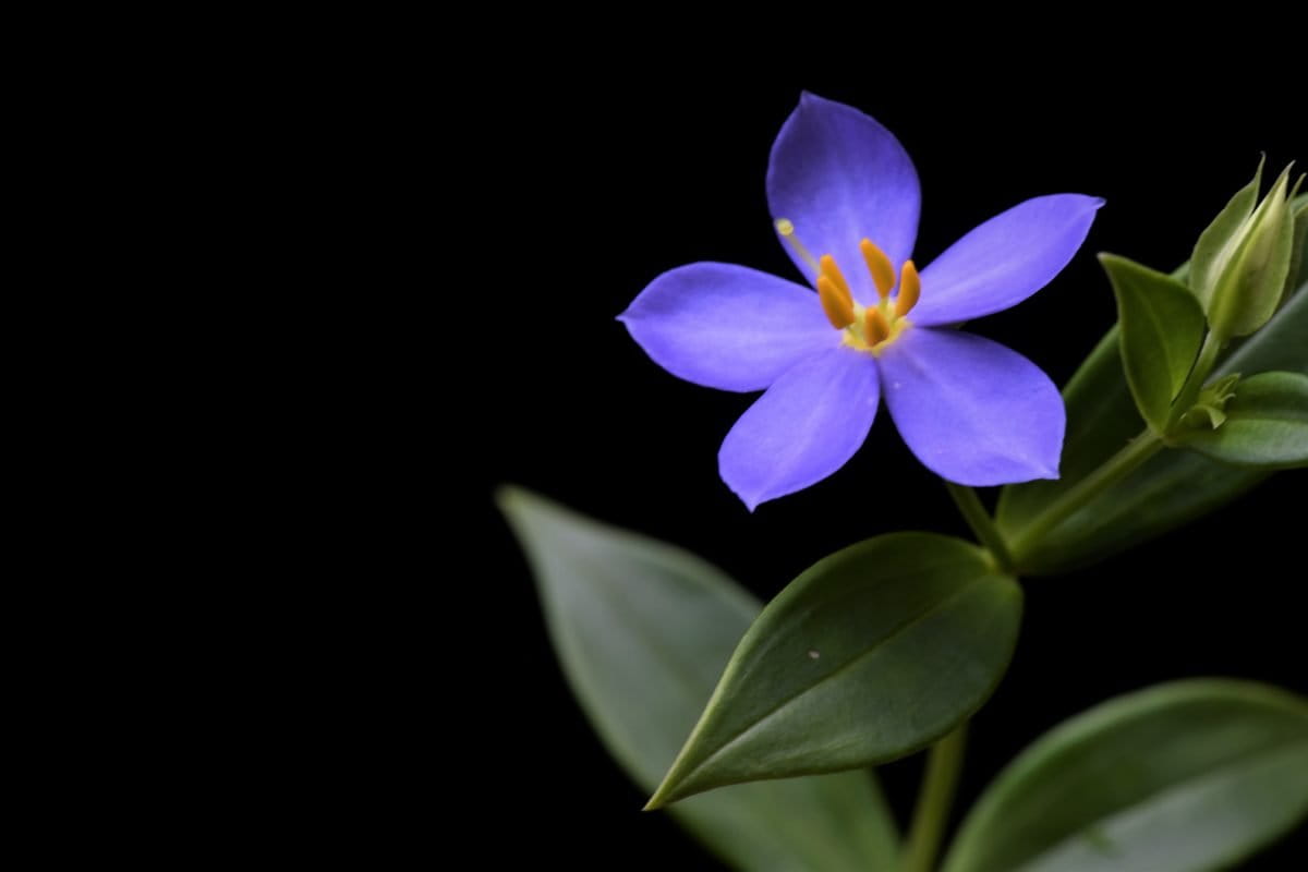 Follow the butterfly: Rediscovery of ‘extinct’ plants highlights Sri ...