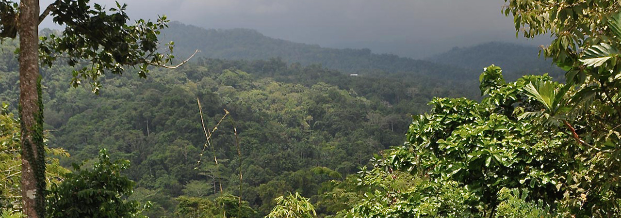 Deforestation threatens tree kangaroo habitat in Papua New Guinea