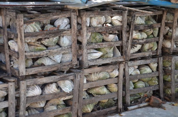As seizures of poached giant clams rise, links to ivory trade surface