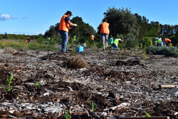 Beyond tree planting: When to let forests restore themselves