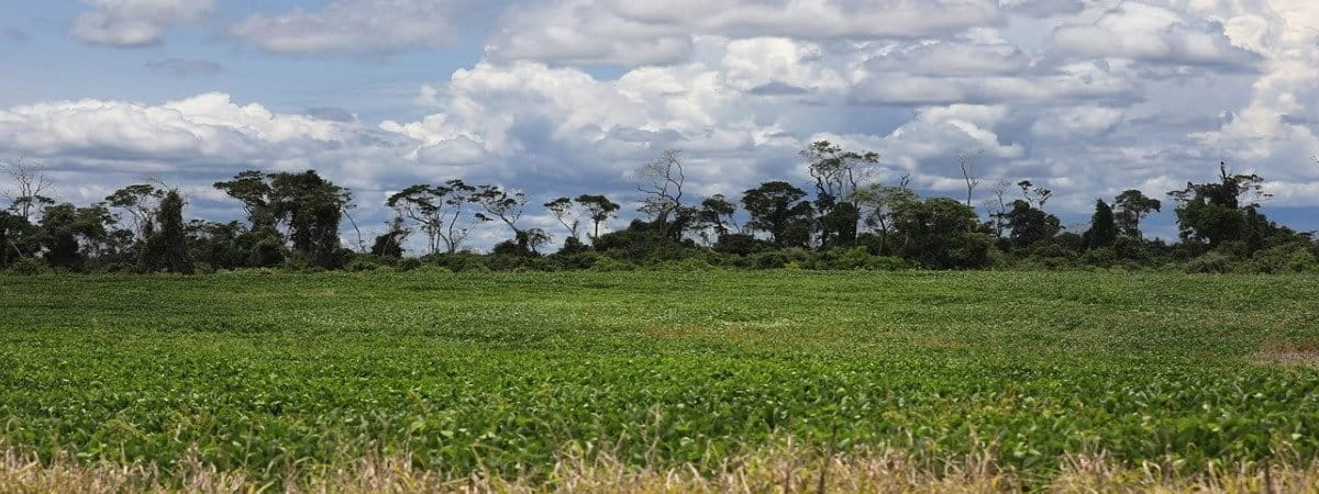 Paraguay failed to stop soy farms from poisoning Indigenous land, UN says
