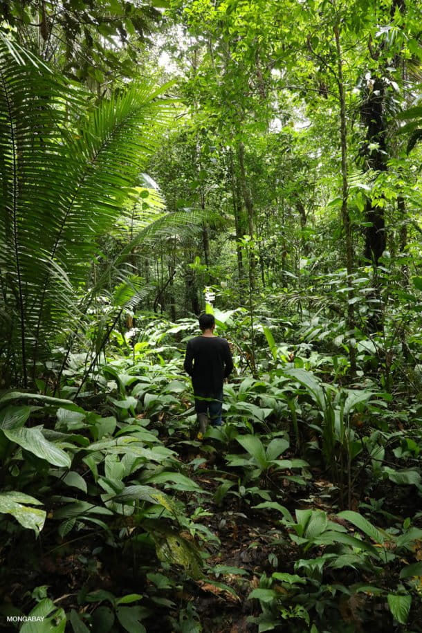 NGOs say FSC label offers little protection for forests, Indigenous people