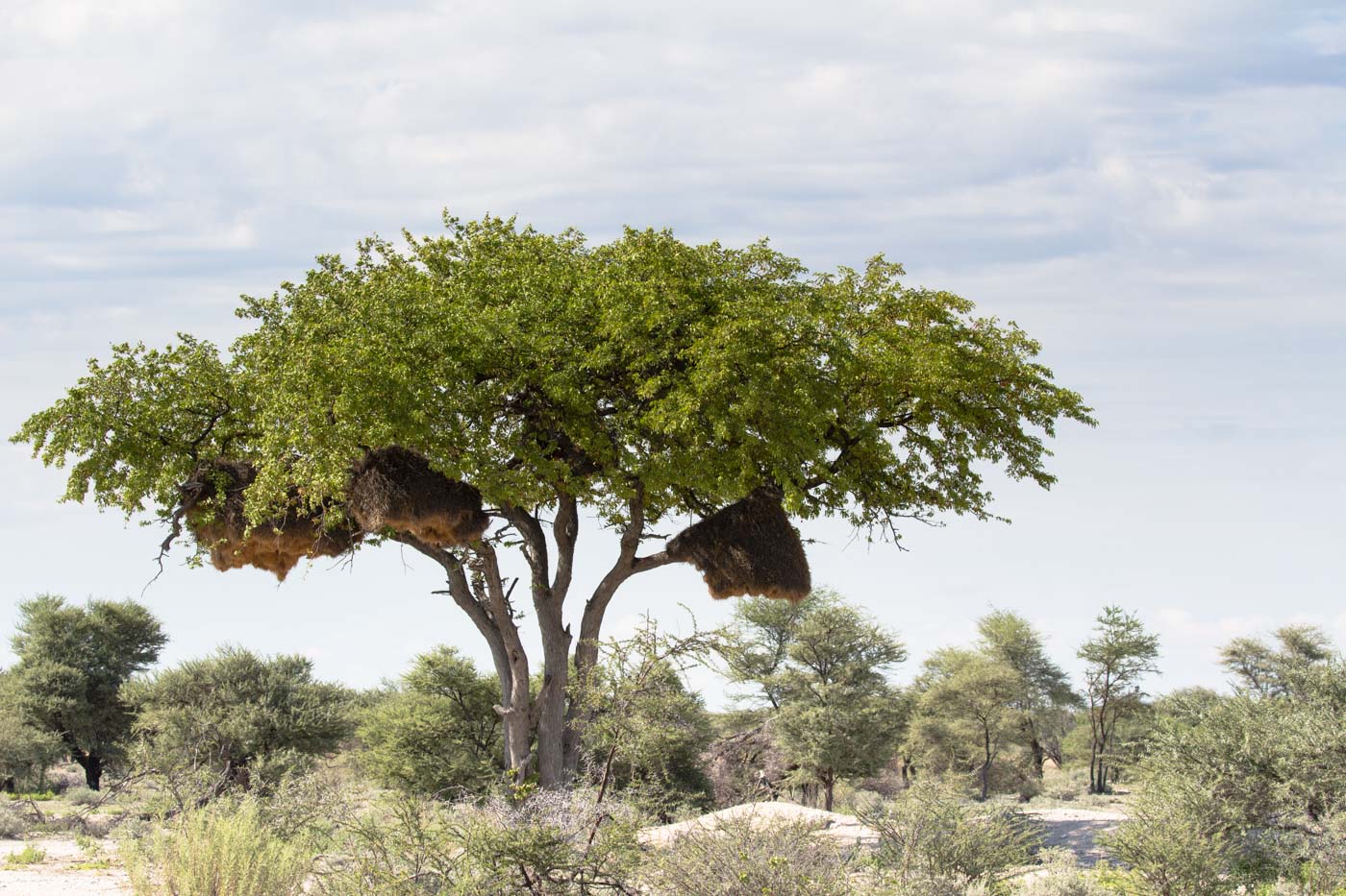 In Zimbabwe An Irrigation Project Threatens A Tribes Land And Trees Zimbabwe Situation