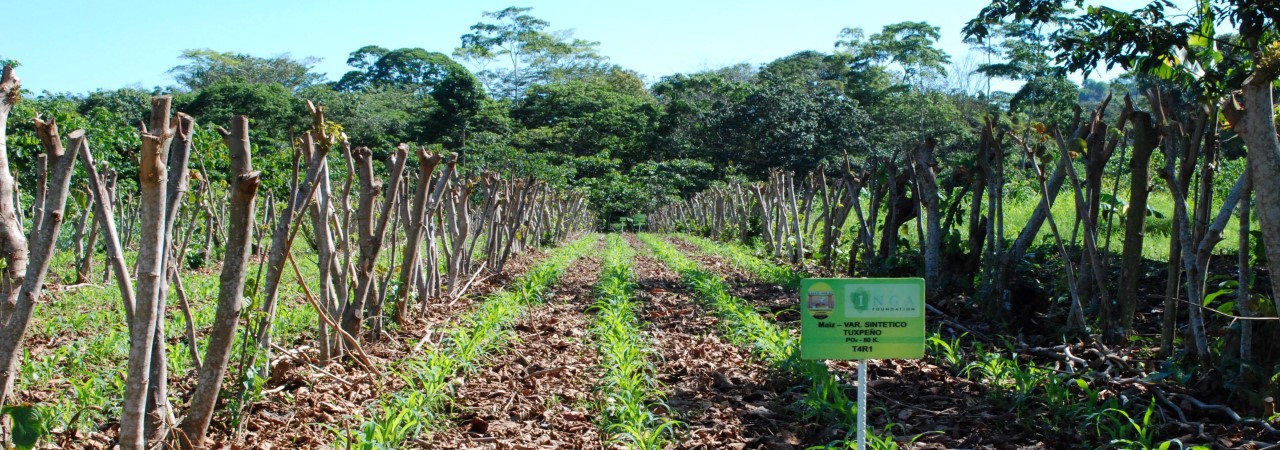 Inga tree points to way out of slash-and-burn for Central American farmers