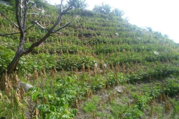 Inga tree points to way out of slash-and-burn for Central American farmers