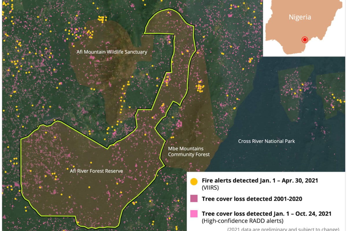Deforestation soars in Nigeria’s gorilla habitat: ‘We are running out ...