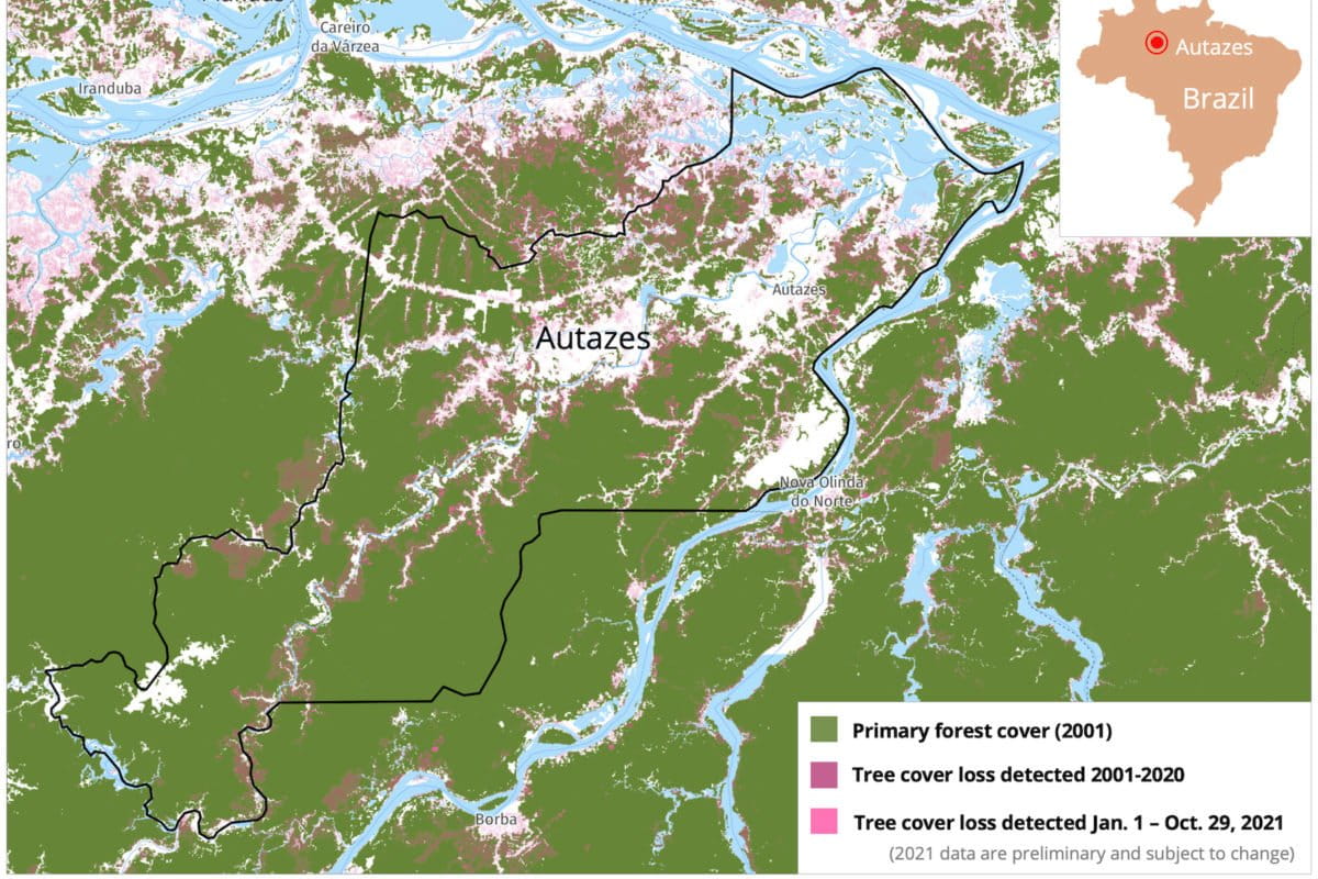 Indigenous lands under siege as buffalo frenzy grips the Amazon
