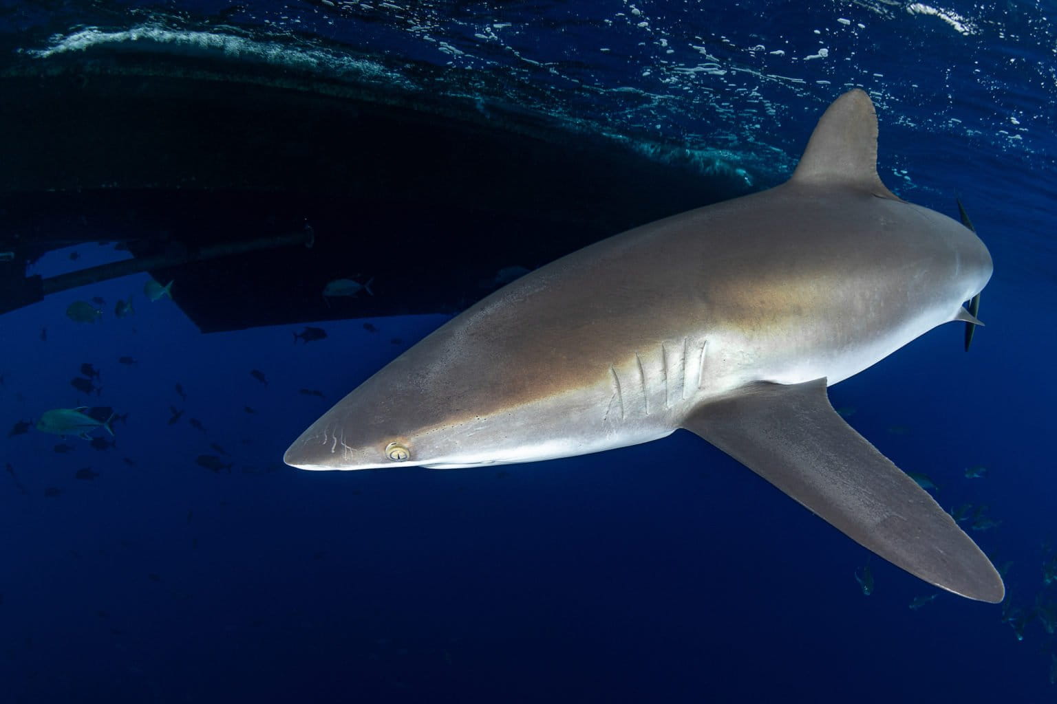 Study shines a light on Indonesia’s murky shark fishery and trade