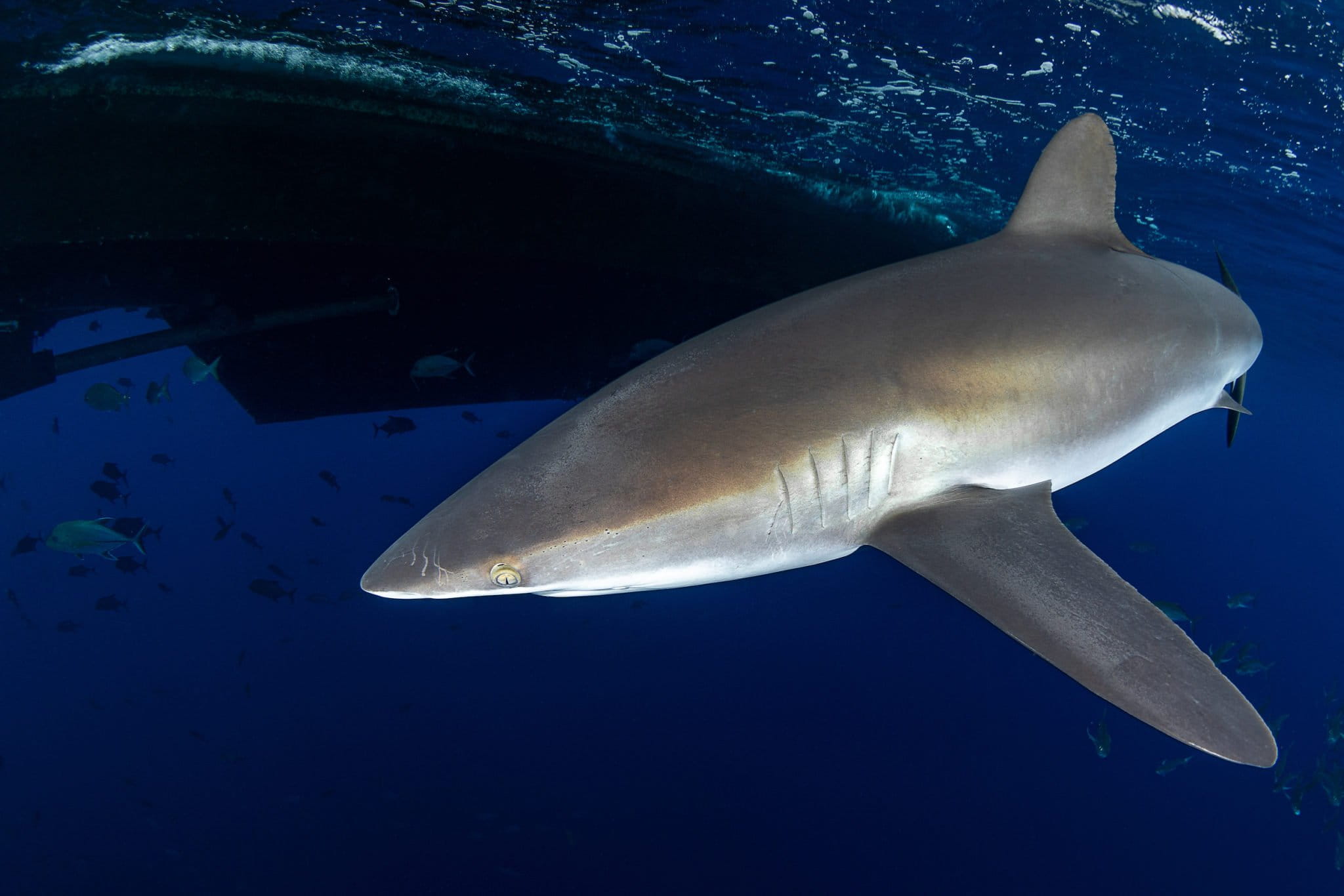 Study shines a light on Indonesia’s murky shark fishery and trade
