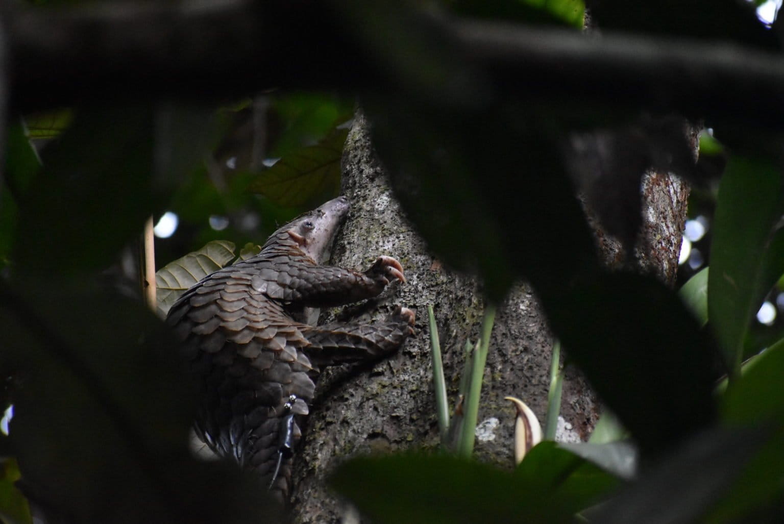 ‘Superstitious belief kills pangolins’: Q&A with biologist Elisa Panjang