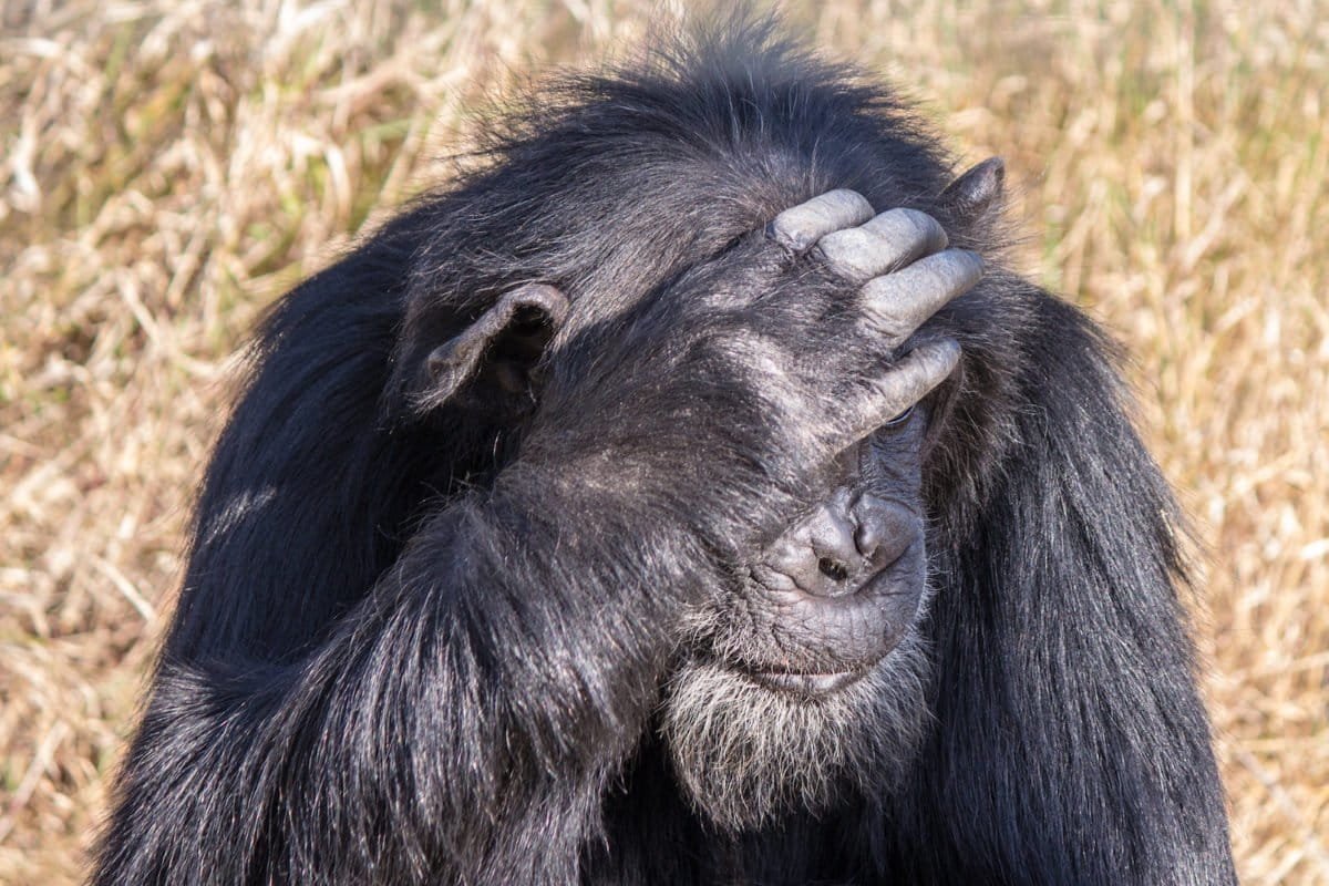 Africa’s great ape sanctuaries are feeling the heat from climate change