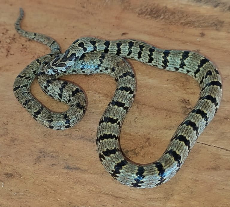 New Himalayan snake found via Instagram