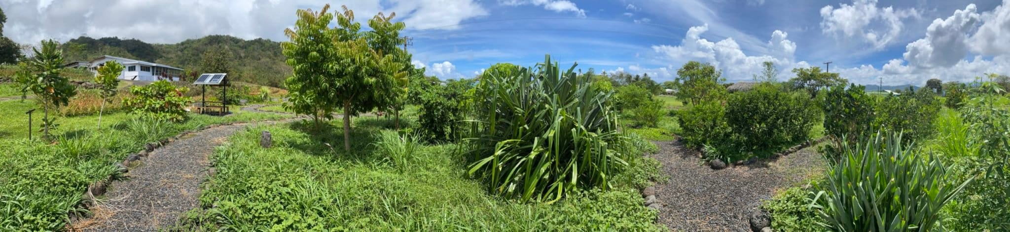 Study confirms anti-inflammatory property of traditional Samoan remedy