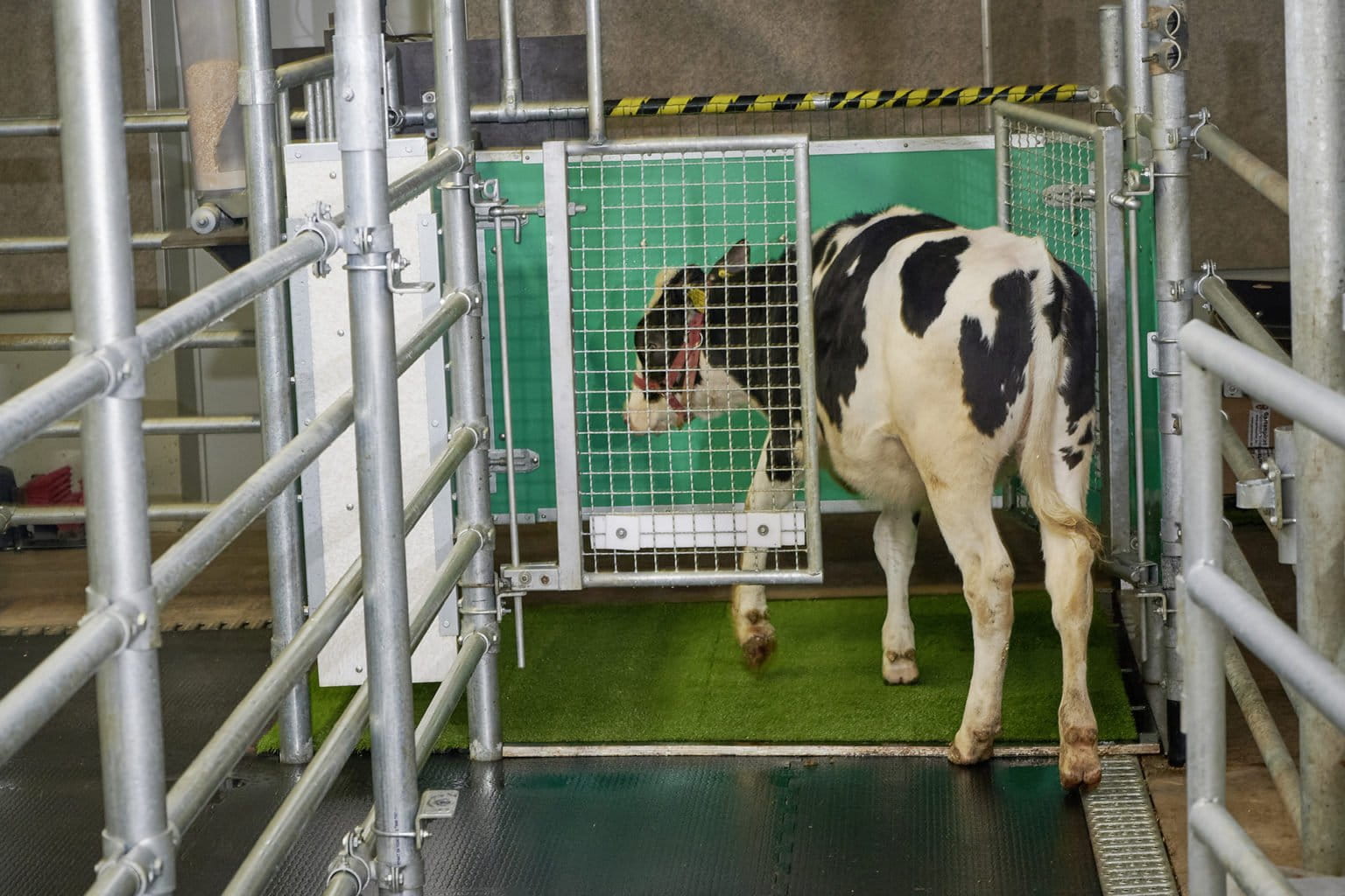 Potty-trained cows? Teaching cattle where to urinate could help reduce ...