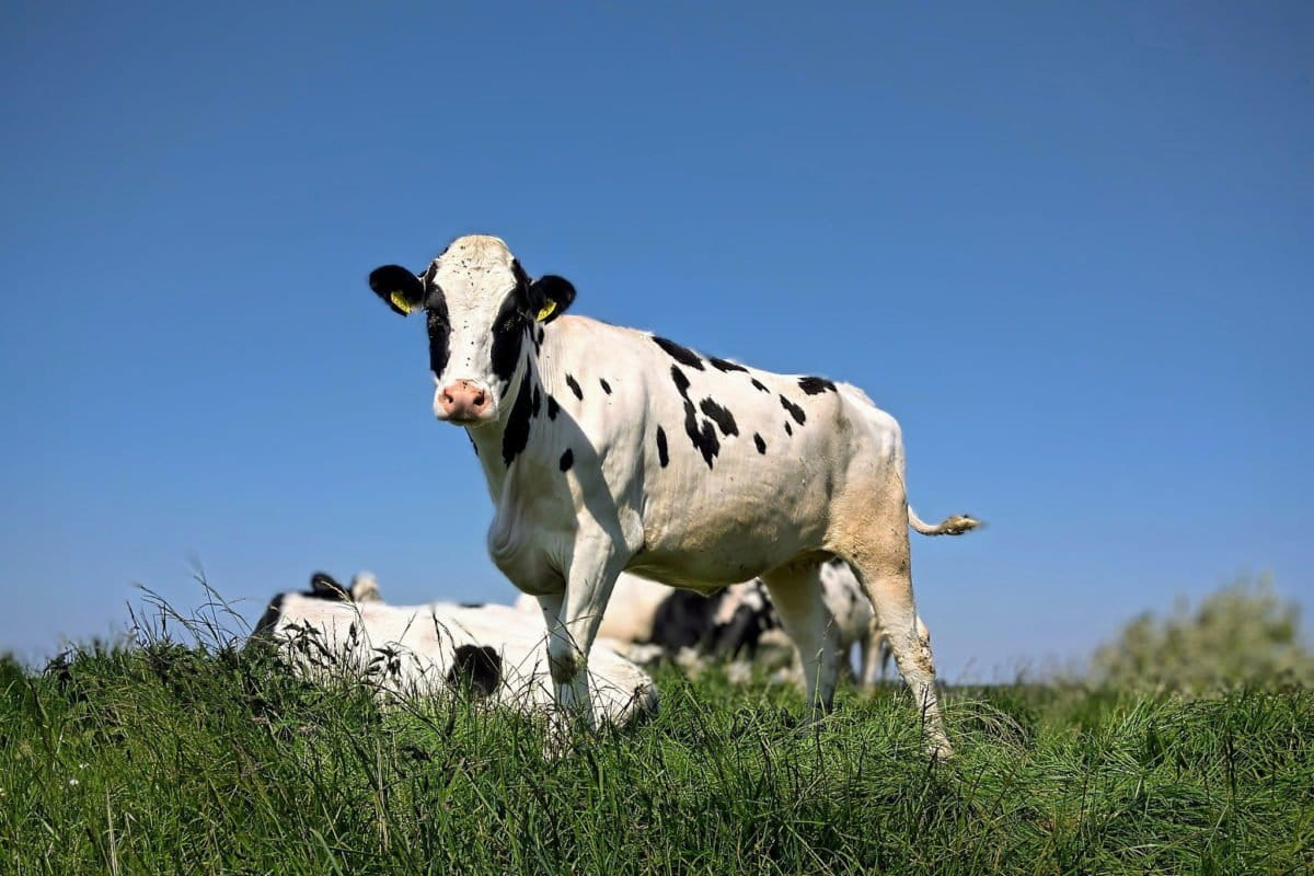 Potty-trained cows? Teaching cattle where to urinate could help reduce ...