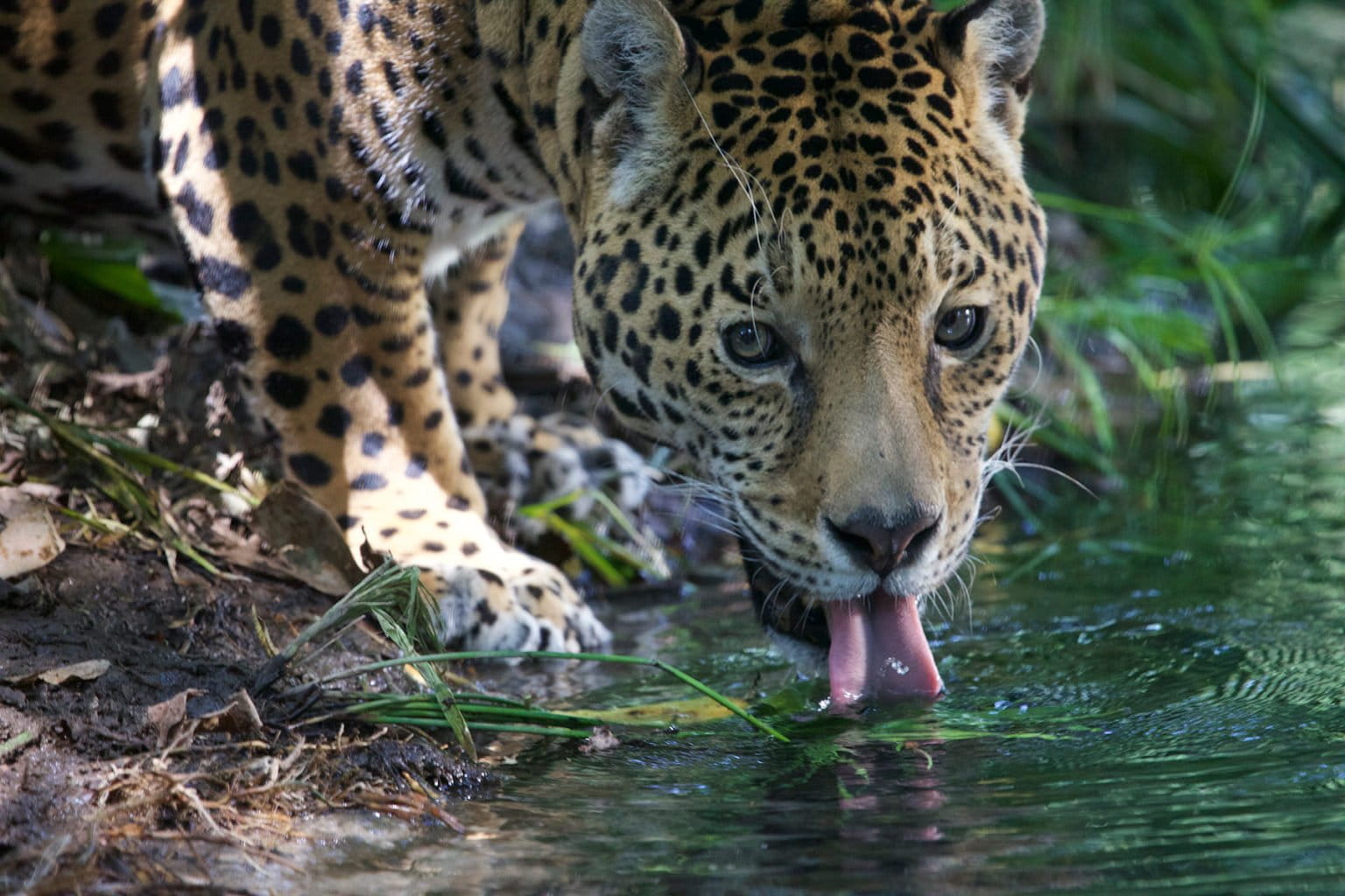 Jaguars in Mexico are growing in number, a promising sign that national ...