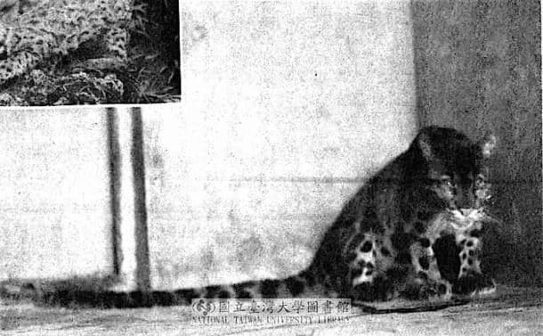 In search of Taiwan's lost clouded leopards, anthropology uncovers more ...