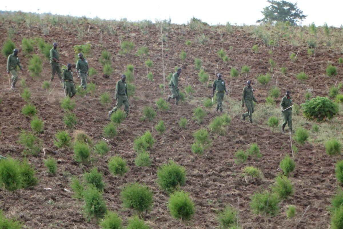 Kenya’s Indigenous Ogiek partner with government rangers to restore Mau ...