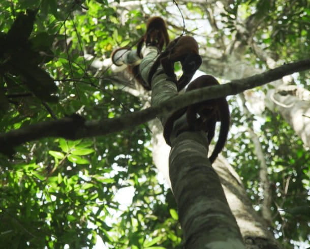 Meet Magali, the conservation warrior rescuing Peru’s rainforest ...