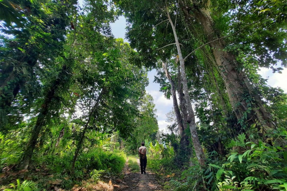 With loss of forests, Bali villages find themselves vulnerable to disaster