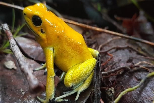 Indigenous community saves Colombia’s poison dart frog from coca and ...